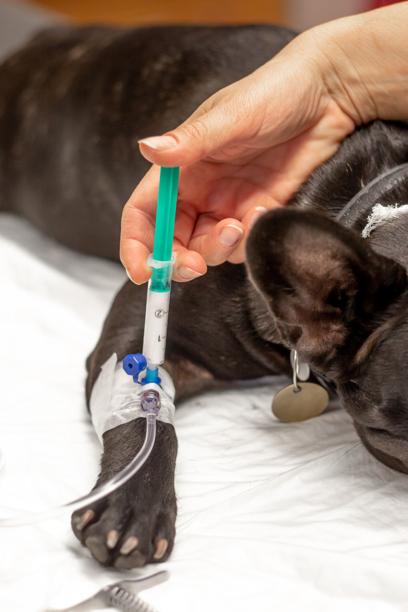 IV Intravenous Therapy– Vet1 Pty Ltd
