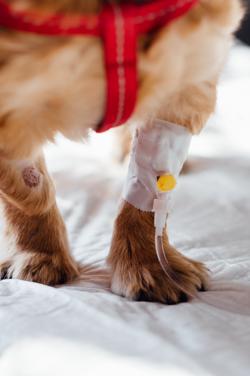 IV Consumables– Vet1 Pty Ltd